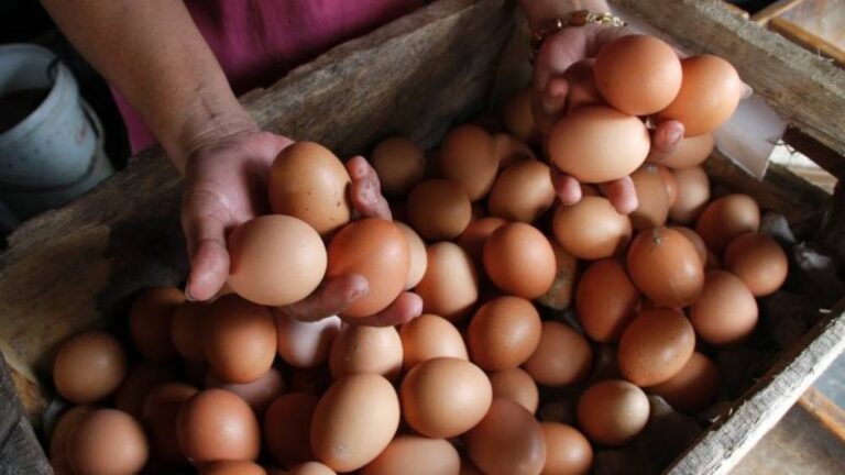Harga Telur di Jombang Merangkak Naik, Tembus Rp29 Ribu per Kilogram ...