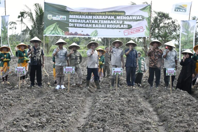 Bondowoso Resmi Buka Musim Tanam Tembakau 2026, Petani Tolak Regulasi ...